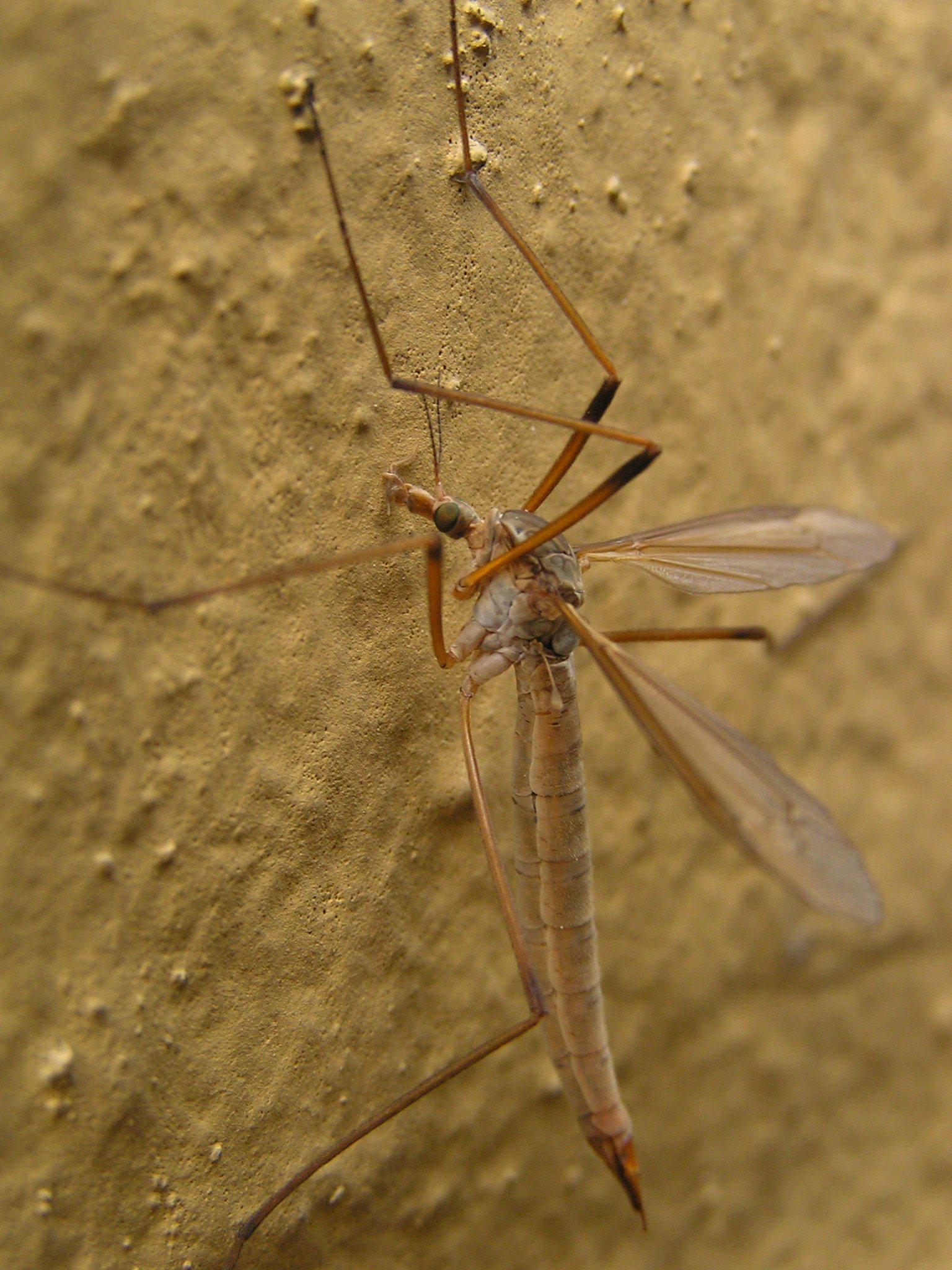 A crane fly species (Tipula Saginata) | Biocommunication Group