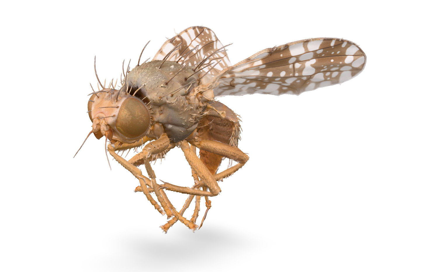 A tephritid fruit fly species | Biocommunication Group