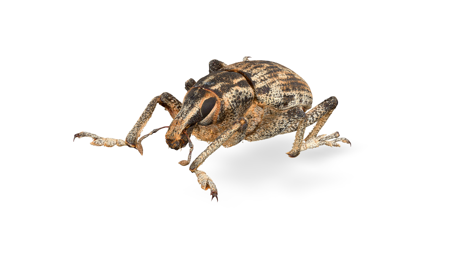 A weevil species | Biocommunication Group
