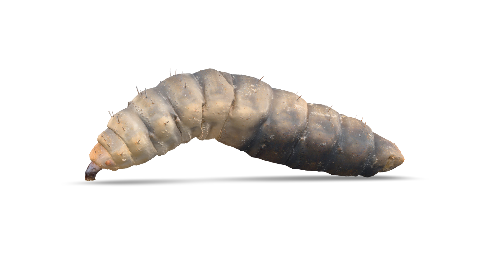 Black soldier fly, larva | Biocommunication Group