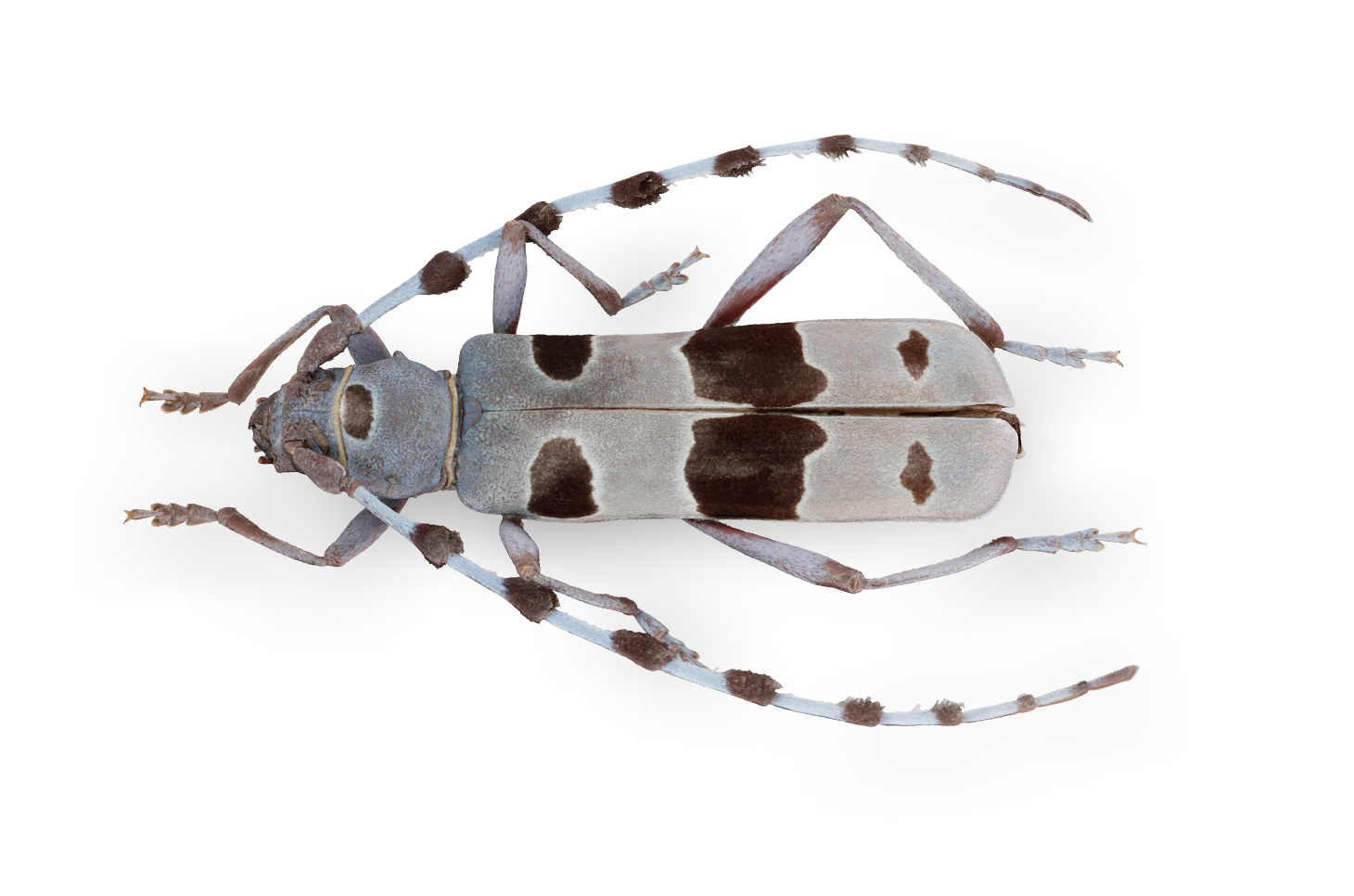 The alpine longhorn beetle | Biocommunication Group