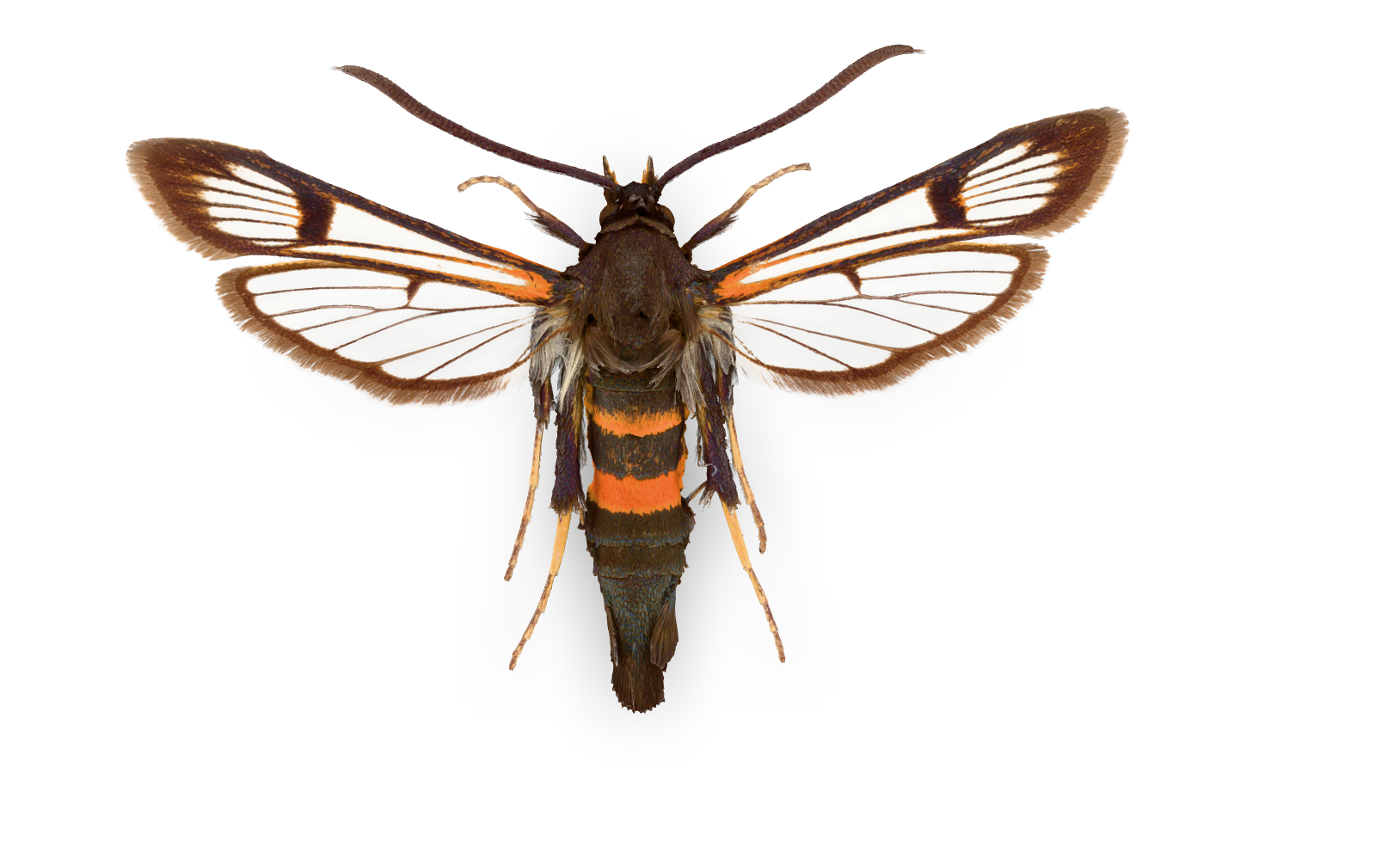 The large red-belted clearwing | Biocommunication Group