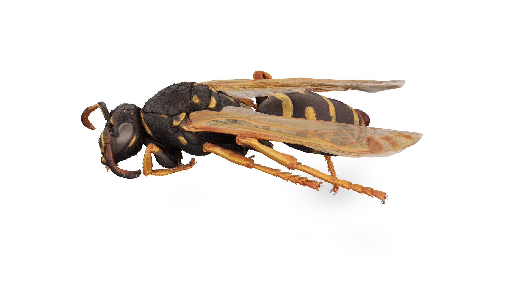 Xenos vesparum | Biocommunication Group