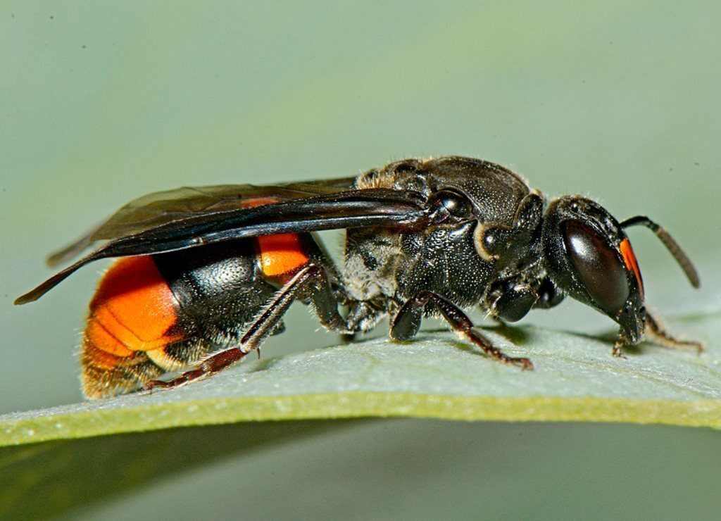 Hylaeus nigritus | Biocommunication Group