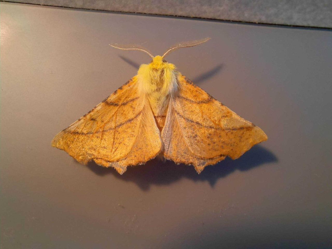 How beavers shape insect communities | Biocommunication Group